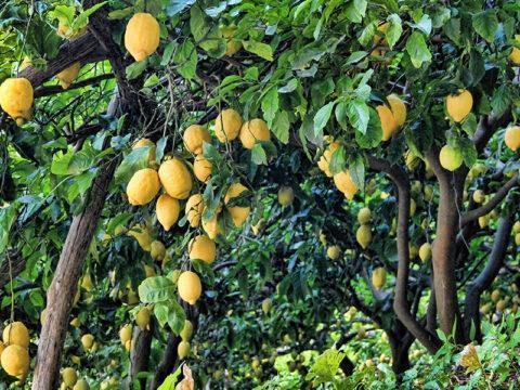 Huertos de al-Andalus - El legado andalusi